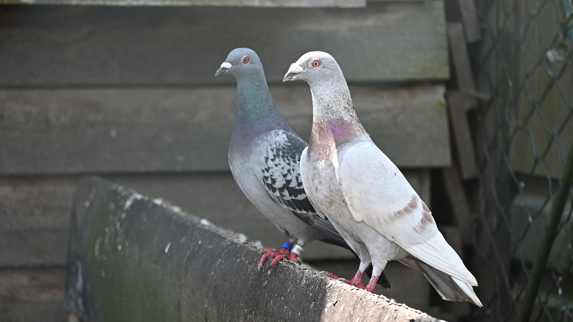 PIGEON BREEDING – Wildlife Stories